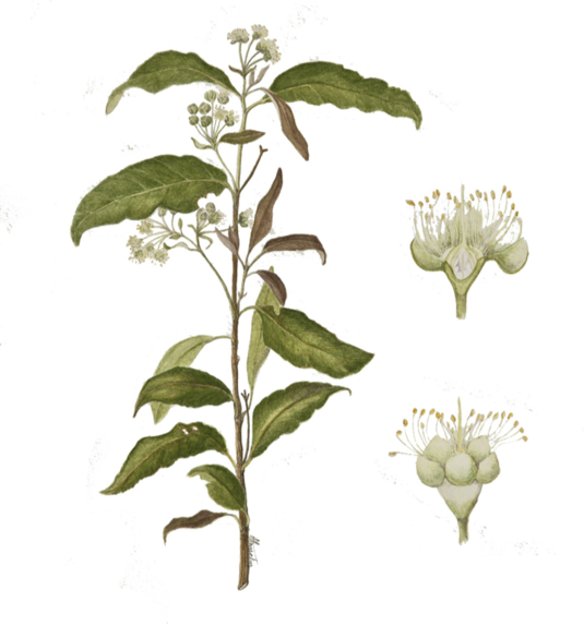 LEMON MYRTLE 🌿 – Old Barrel Tea Co